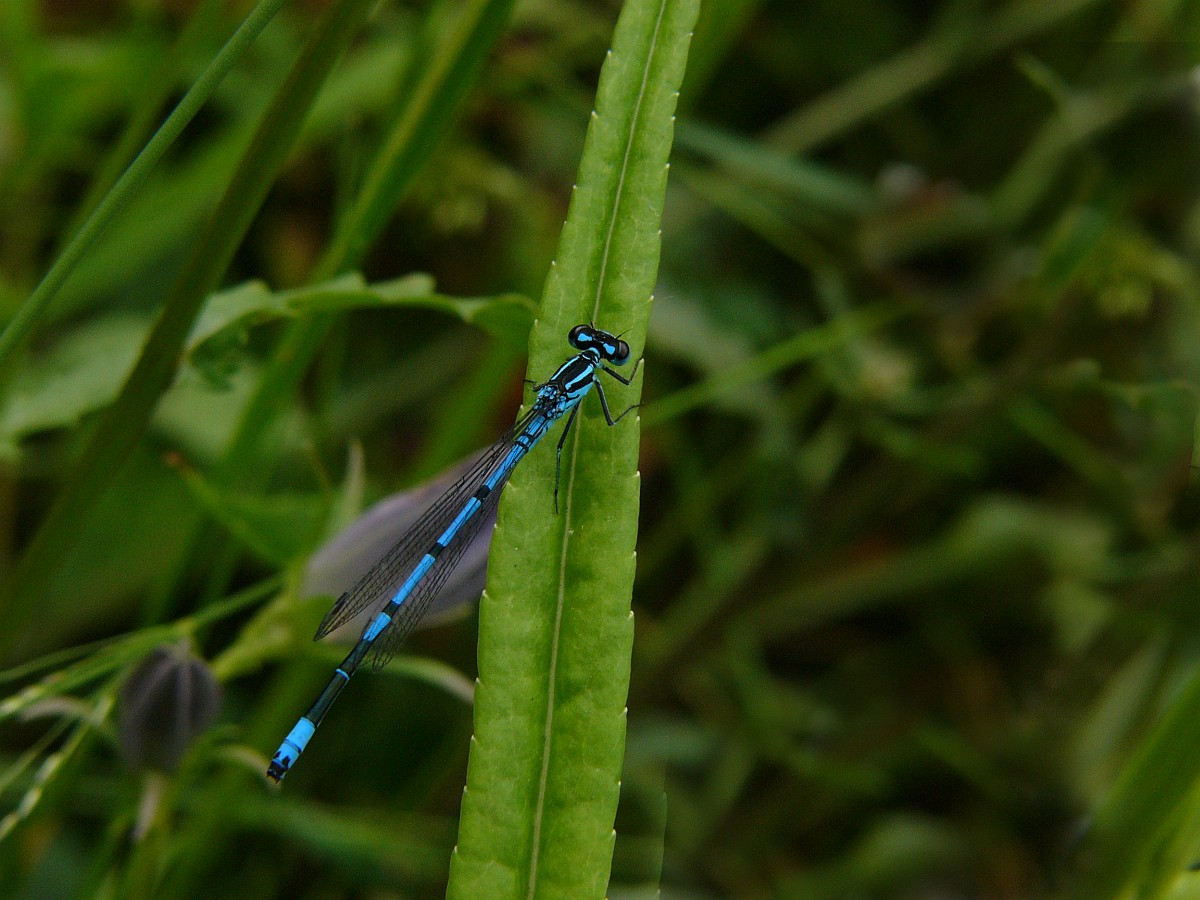Coenagrion puella, Azure Damselfly